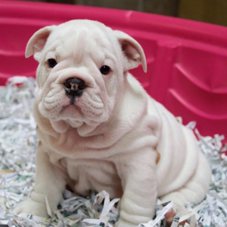 Male English Bulldog Puppy for Sale | ID 8575-RA
