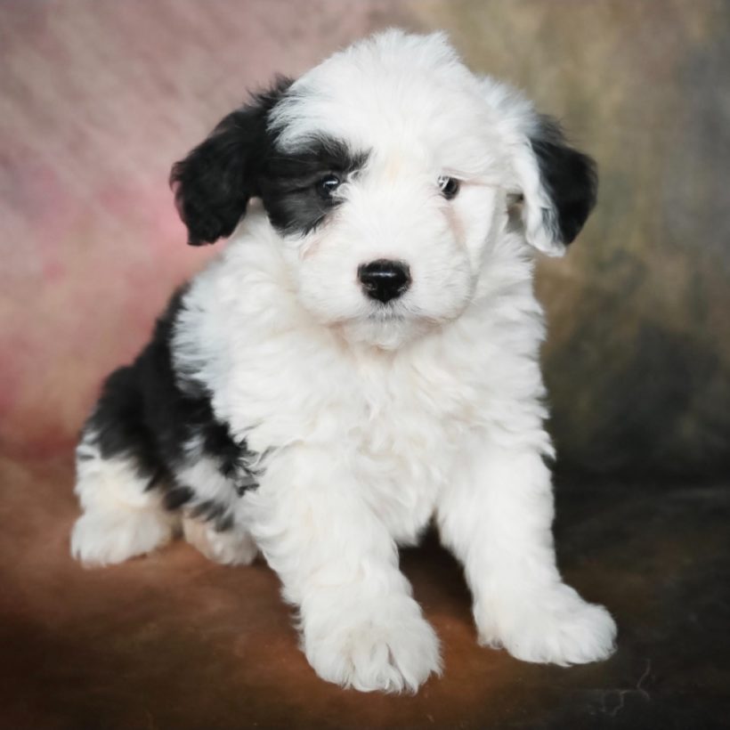 Male Mini Sheepadoodle Puppy for Sale | ID 6938-EN