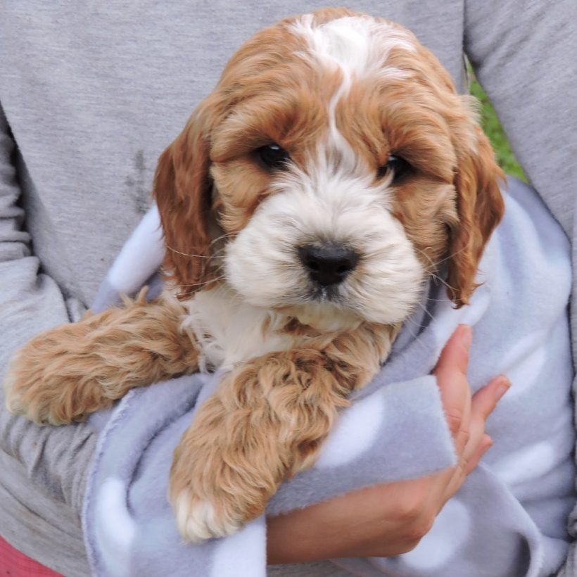 Male Cockapoo Puppy for Sale | ID 5552-LM