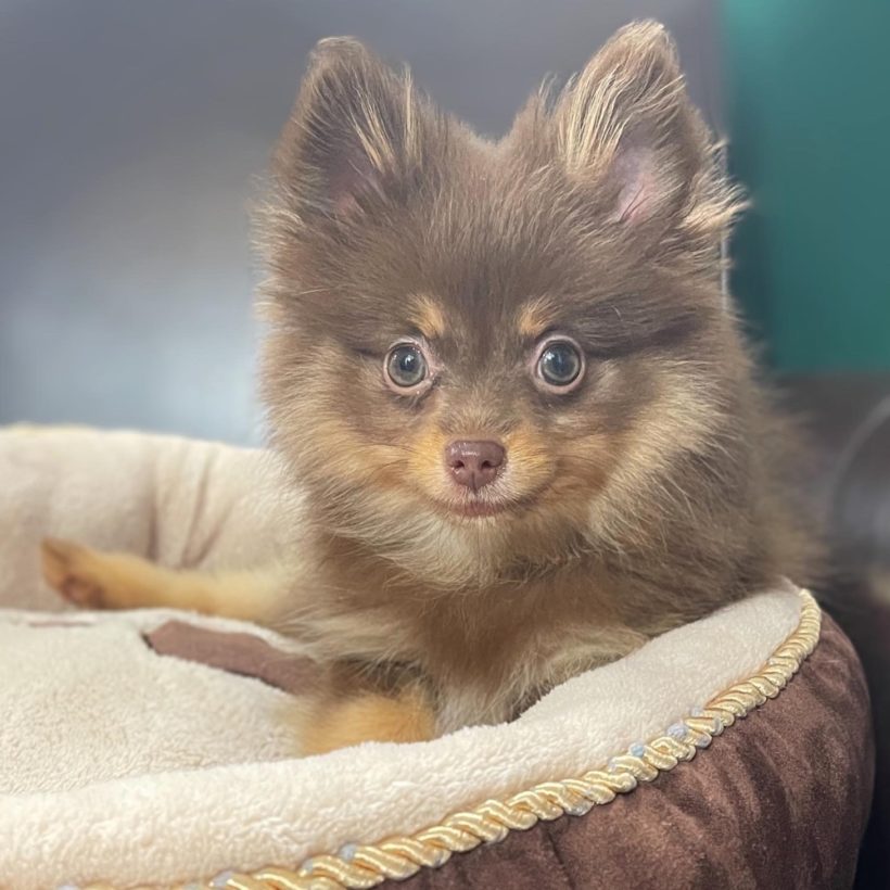 Female Pomeranian Puppy for Sale | ID 8937-PAT