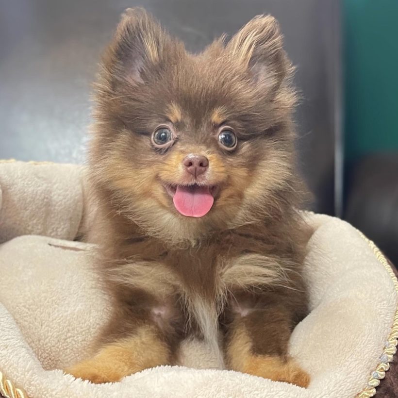 Female Pomeranian Puppy for Sale | ID 8937-PAT
