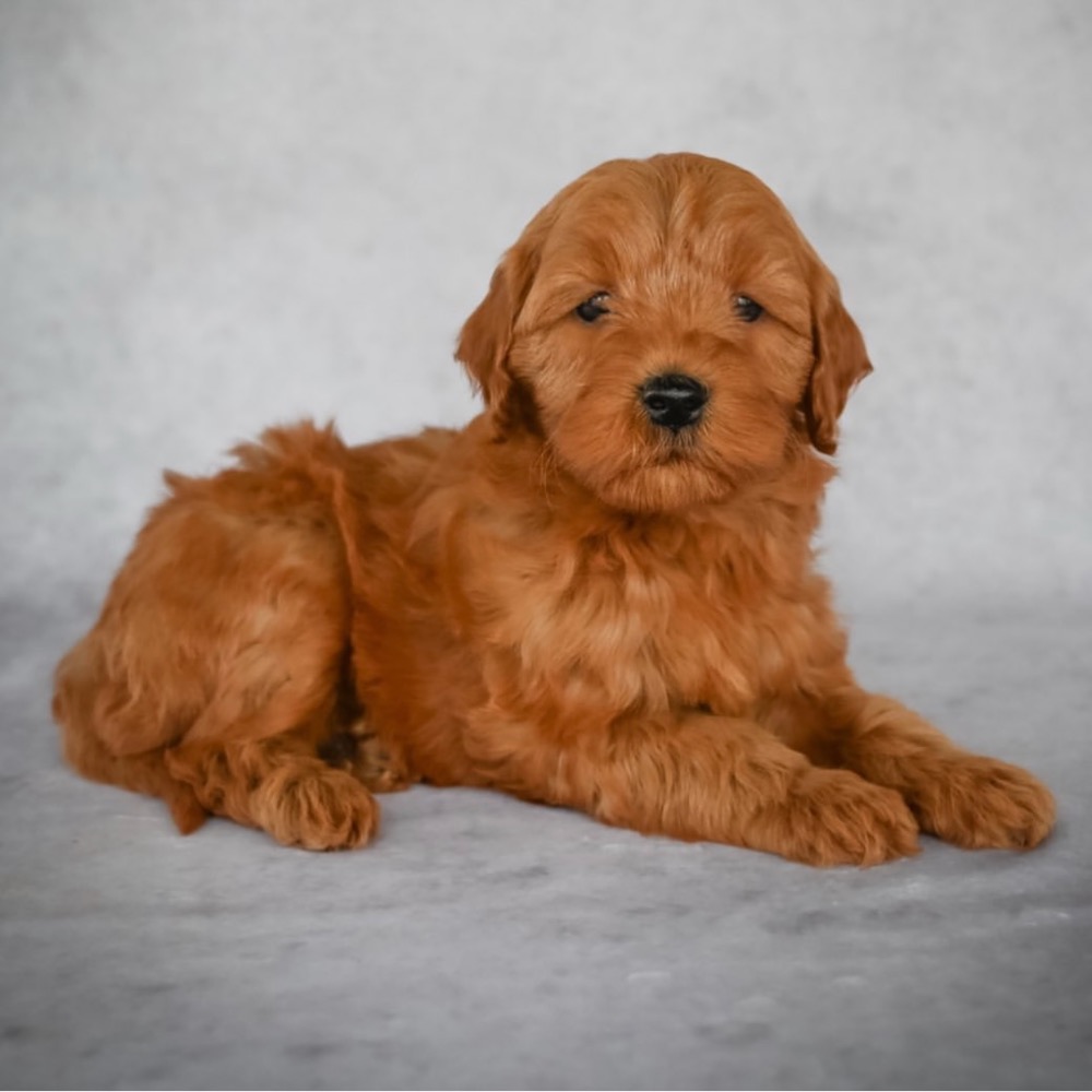 F2 Mini Goldendoodle F2 Mini Goldendoodle For Sale Sugarcreek, Oh ...