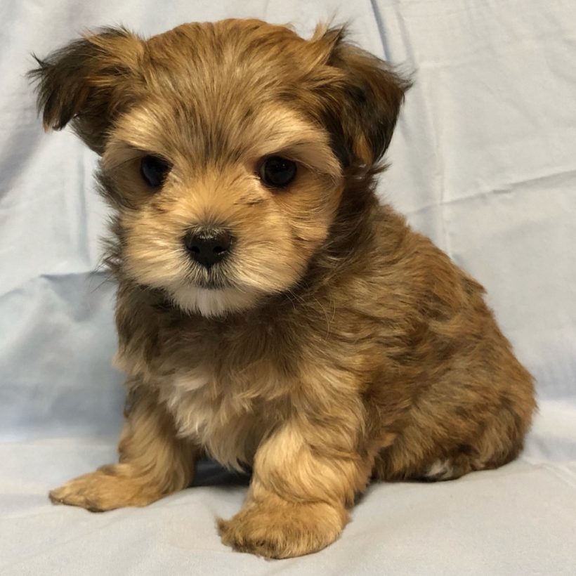 Male Morkie Puppy for Sale | ID 2764-CCS