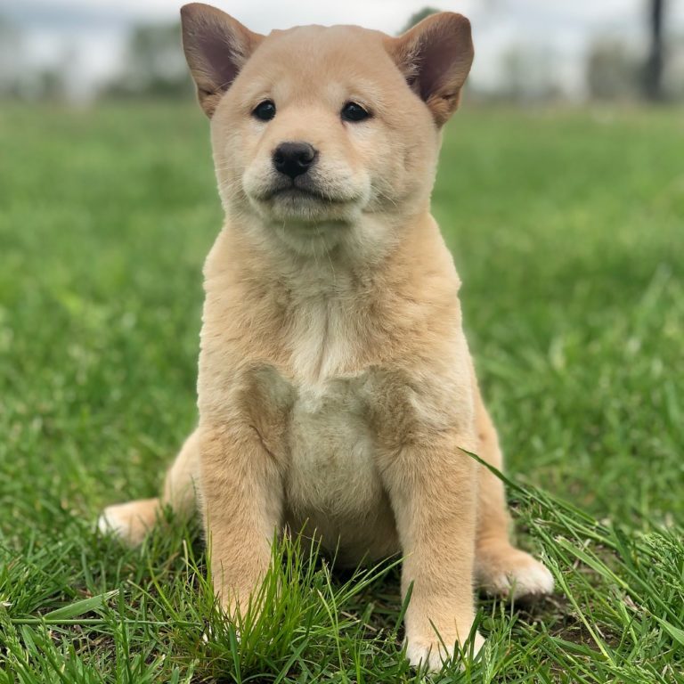 Female Shiba Inu Puppy for Sale | ID 2593-CCS