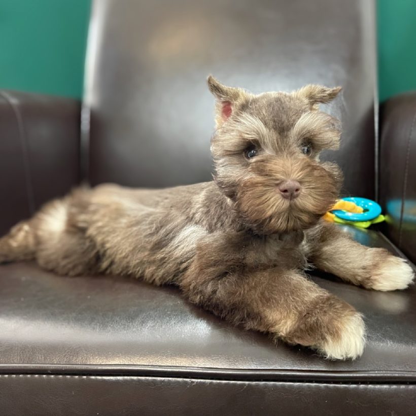 Male Miniature Schnauzer Puppy for Sale | ID 4469-WL