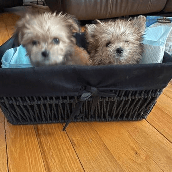 MORKIE | FEMALE | ID:9586-WL – Central Park Puppies