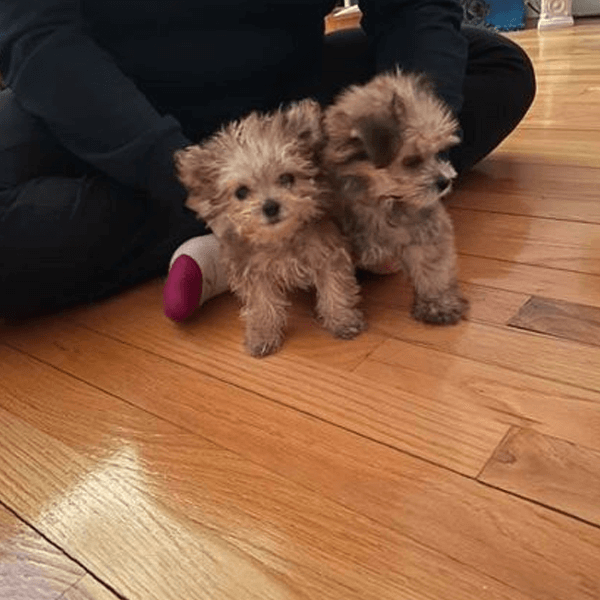 POMERANIAN | MALE | ID:3125-TF – Central Park Puppies