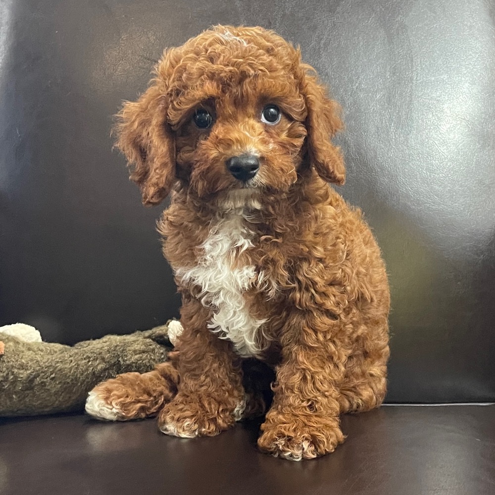 Do Cavapoos Have Docked Tails