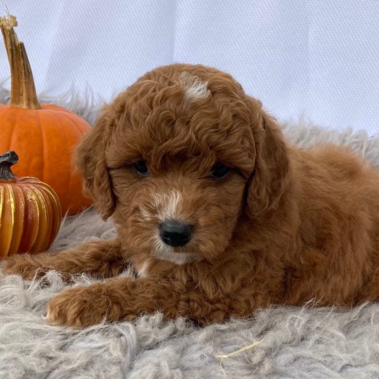 Male F2b Mini Bernedoodle Puppy for Sale | ID 6091-LMRM