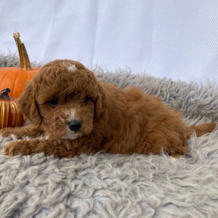 Male F2b Mini Bernedoodle Puppy for Sale | ID 6091-LMRM