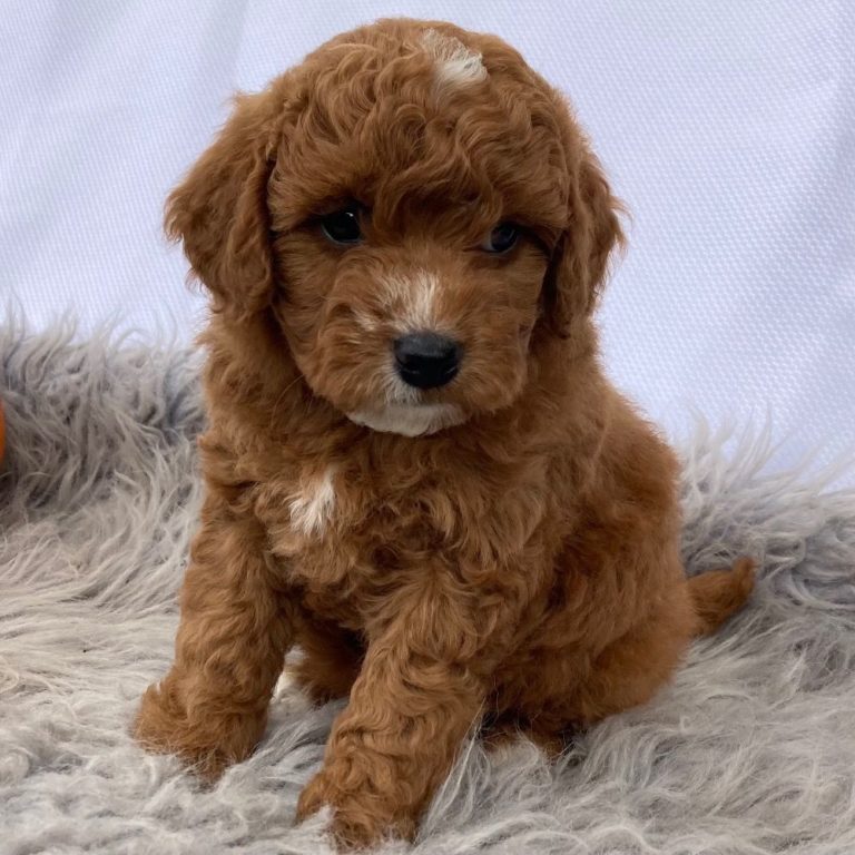 Male F2b Mini Bernedoodle Puppy for Sale | ID 6091-LMRM