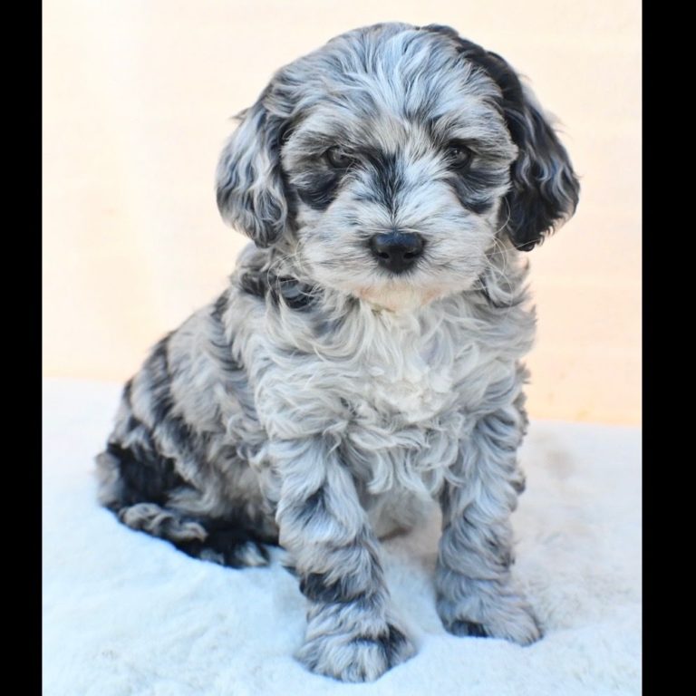 Female F1b Mini Sheepadoodle Puppy for Sale | ID 7453-WR