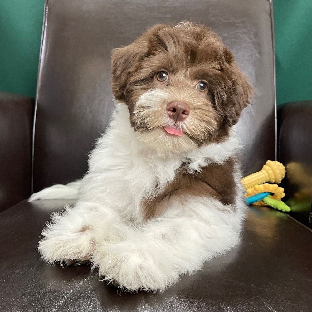 Havapoo Puppies for Sale | Central Park Puppies