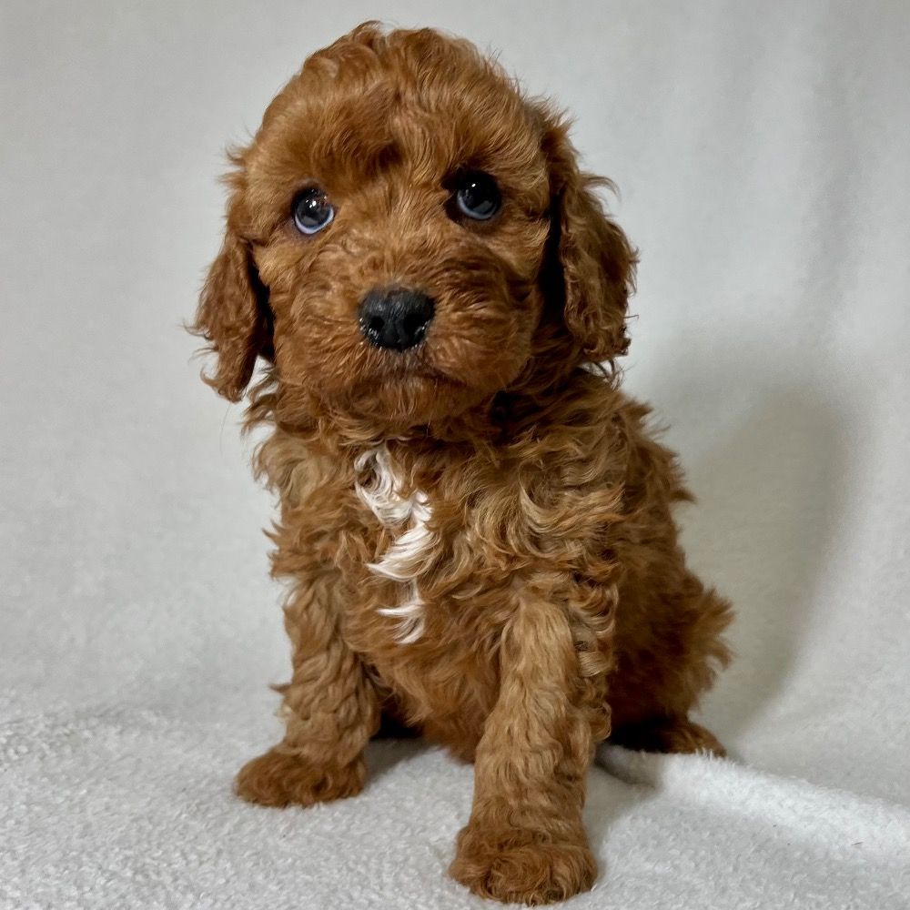 Breeds Archive | Page 2 of 2 | Central Park Puppies