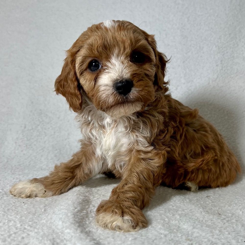 Breeds Archive | Page 2 of 2 | Central Park Puppies