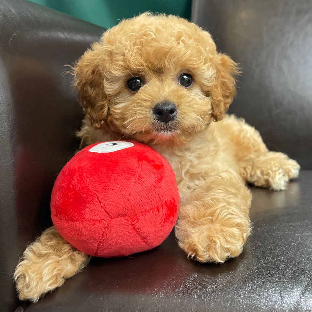 Breeds Archive | Page 2 of 2 | Central Park Puppies