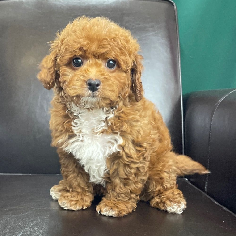 Breeds Archive | Page 2 of 2 | Central Park Puppies