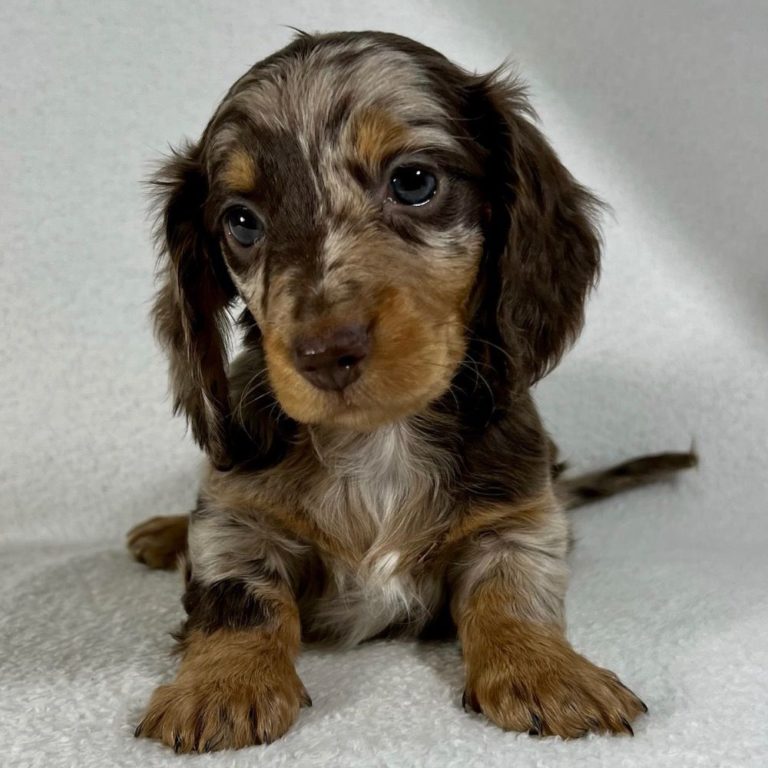 Female Mini Dachshund Puppy for Sale | ID 3979-CCS