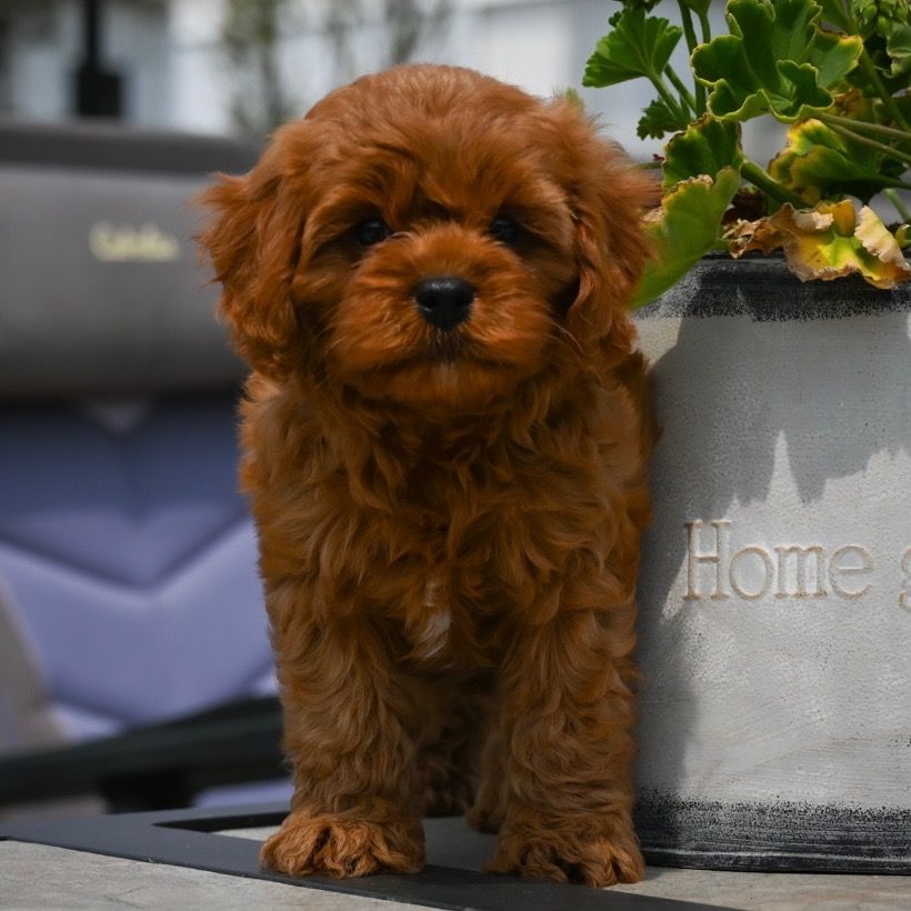 Cavapoo Puppies for Sale in NYC | Cute, Hypoallergenic and Easy to Train