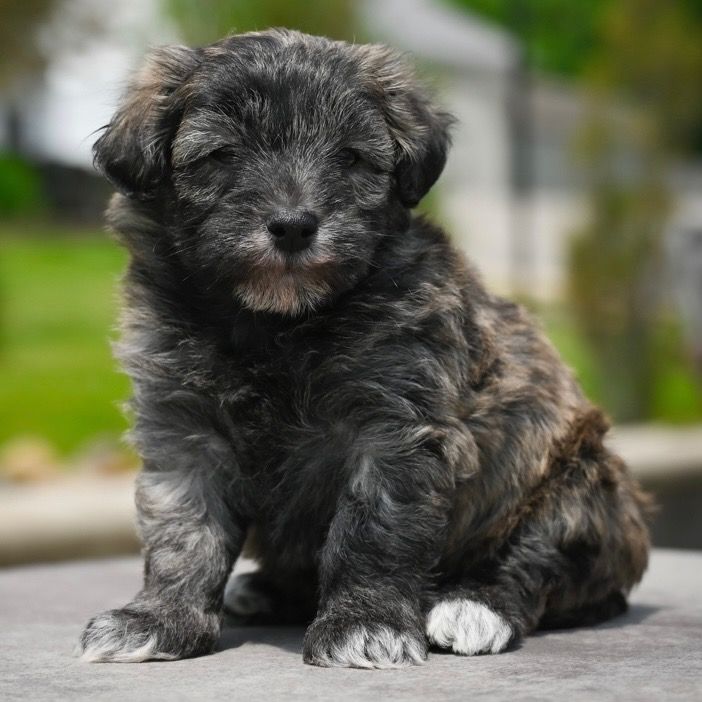 Havapoo Puppies for Sale | Central Park Puppies