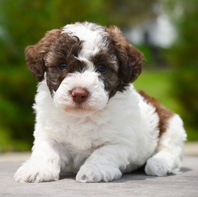 Havapoo Puppies for Sale | Central Park Puppies