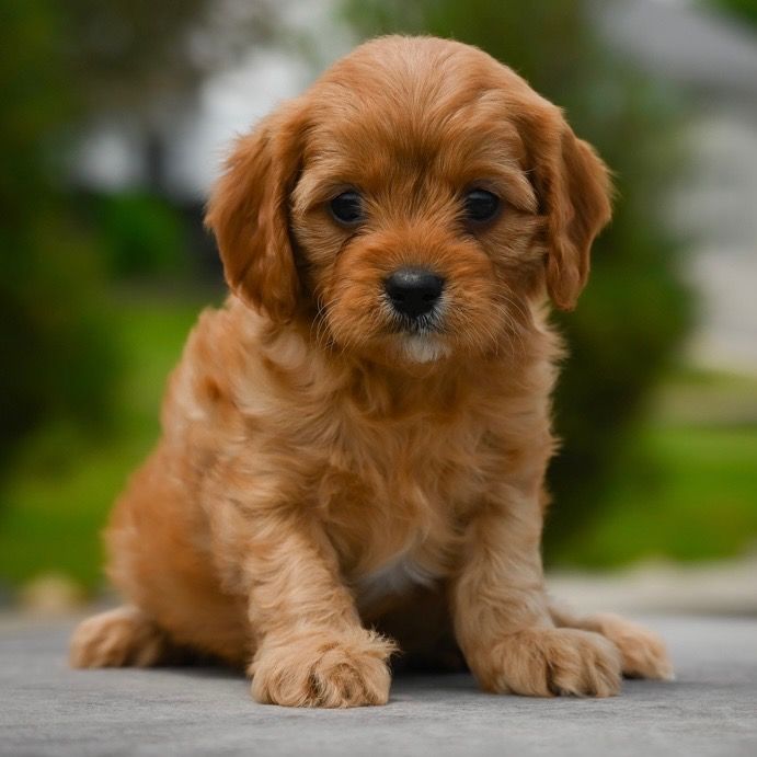 See All of Our Available Puppies and Bring Home a New Furry Friend