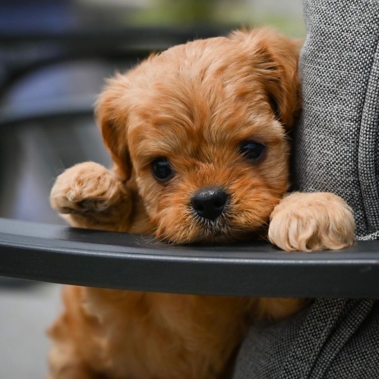 See All of Our Available Puppies and Bring Home a New Furry Friend