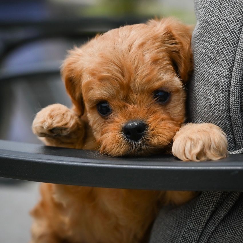 See All of Our Available Puppies and Bring Home a New Furry Friend