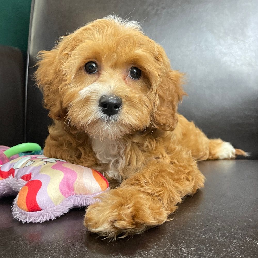 See All of Our Available Puppies and Bring Home a New Furry Friend – Page 3