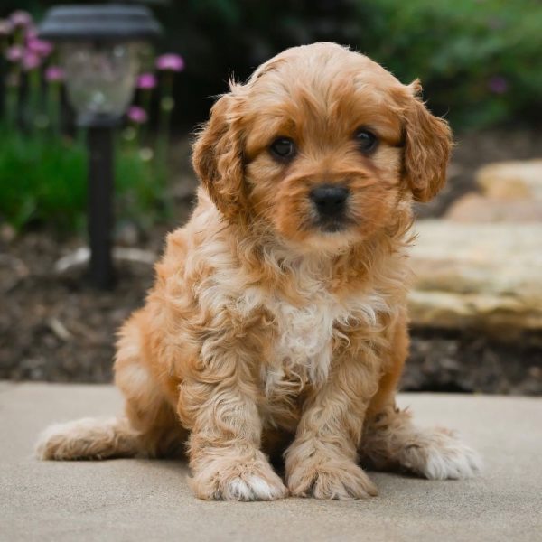 Female F1 Cavapoo Puppy for Sale | ID 6692-AB
