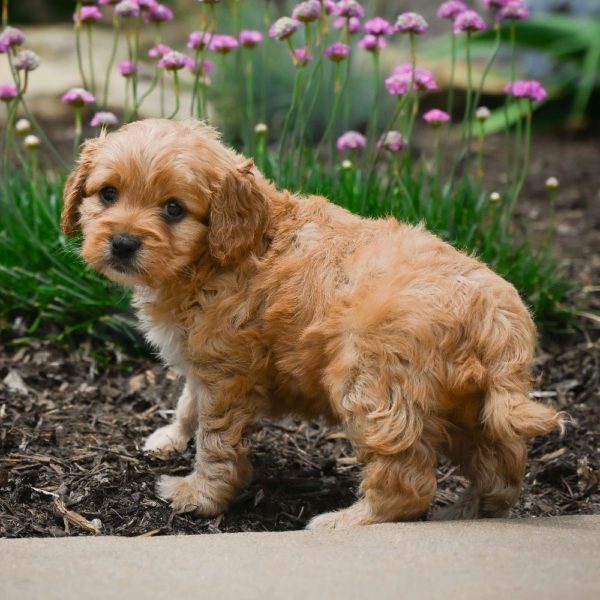 Female F1 Cavapoo Puppy for Sale | ID 6692-AB
