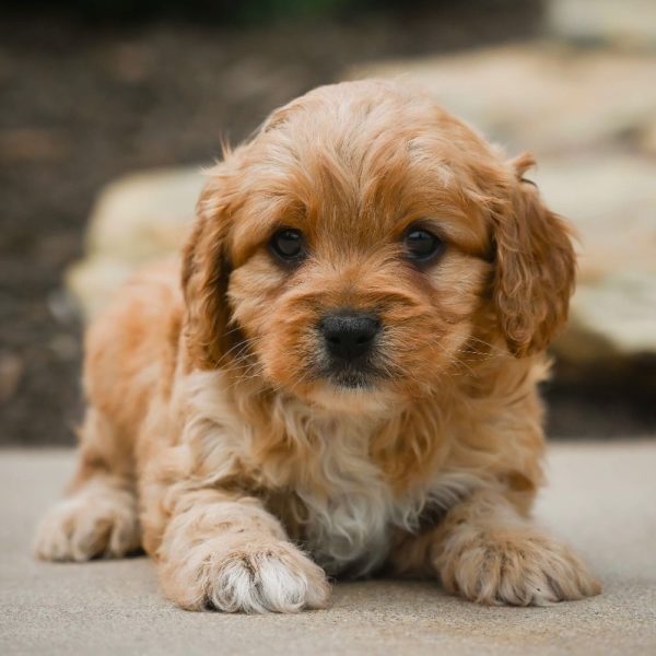Female F1 Cavapoo Puppy for Sale | ID 6692-AB