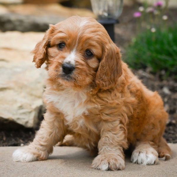 Male F1 Cavapoo Puppy for Sale | ID 6696-AB