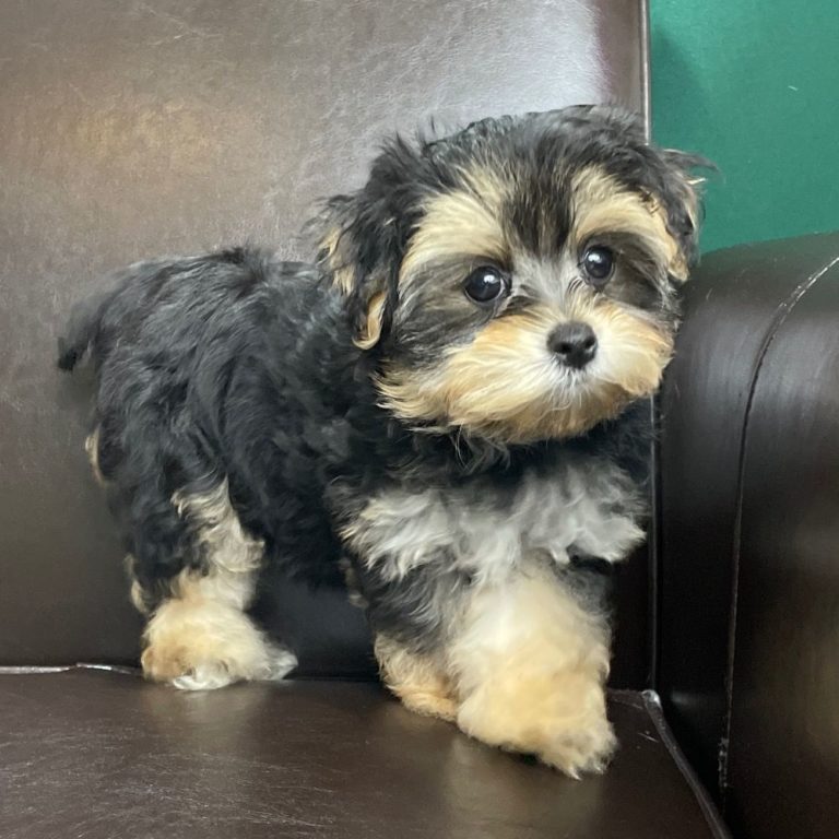 Female Morkie Puppy for Sale | ID 3983-CCS