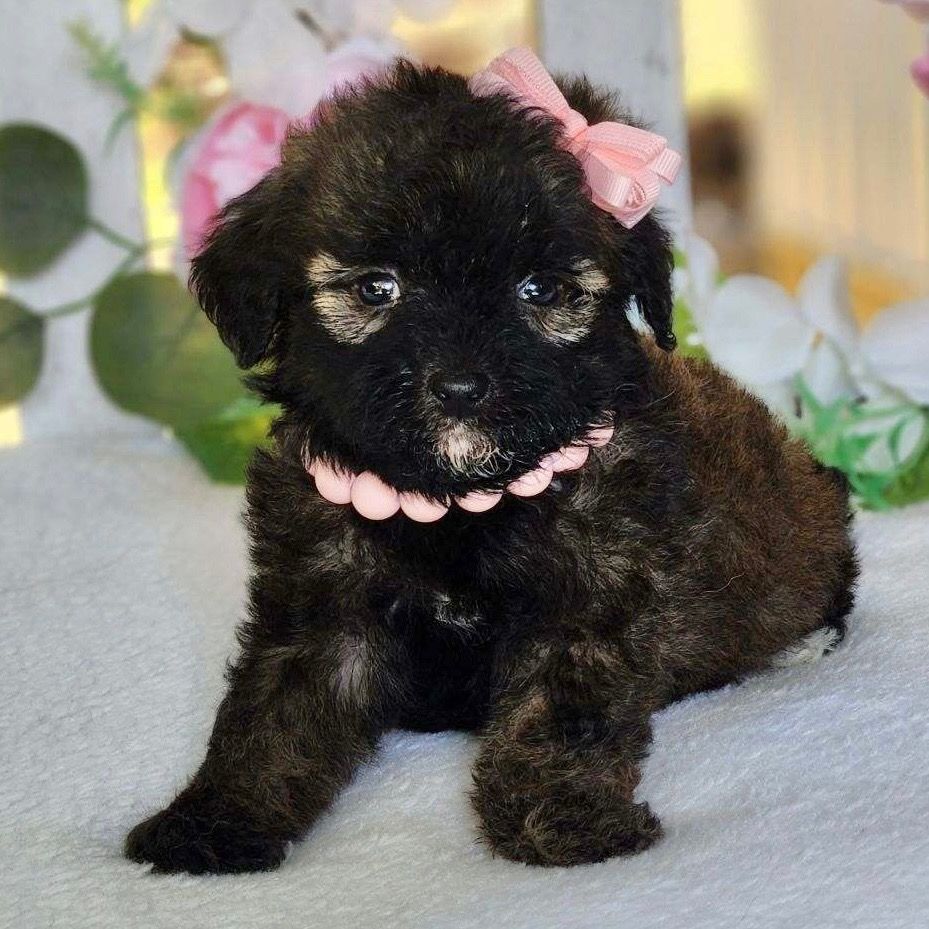 Havapoo Puppies for Sale | Central Park Puppies