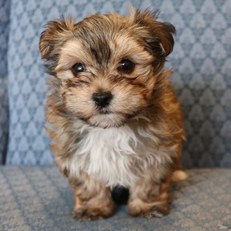 Male Morkie Puppy for Sale | ID 1441-KMRM