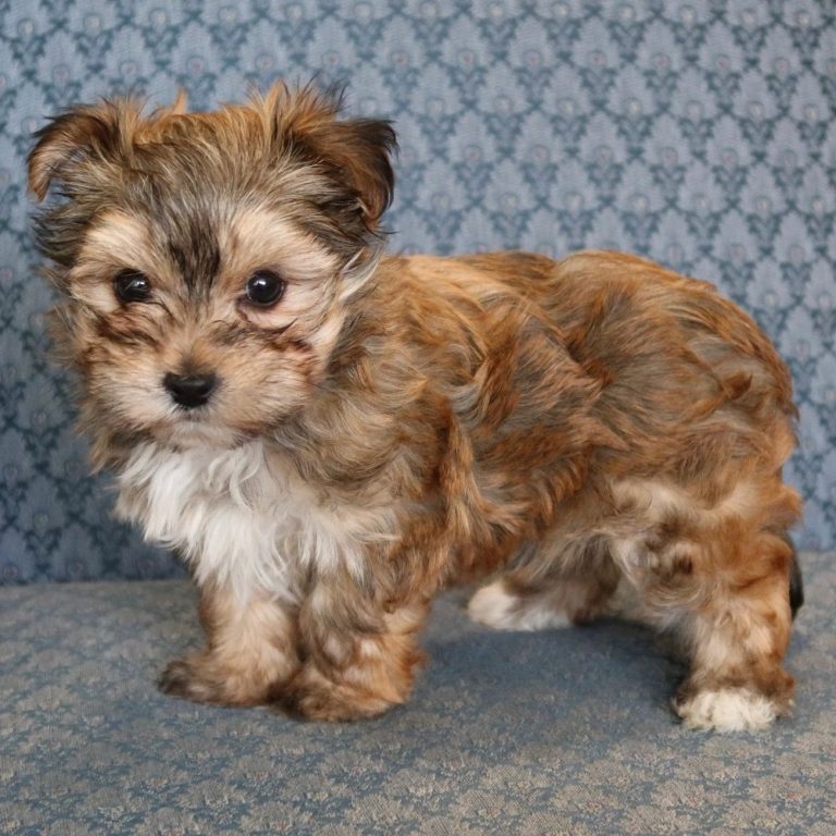 Male Morkie Puppy for Sale | ID 1441-KMRM