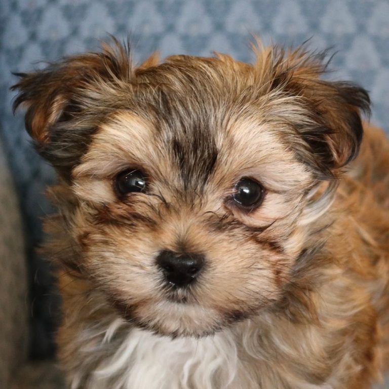 Male Morkie Puppy for Sale | ID 1441-KMRM