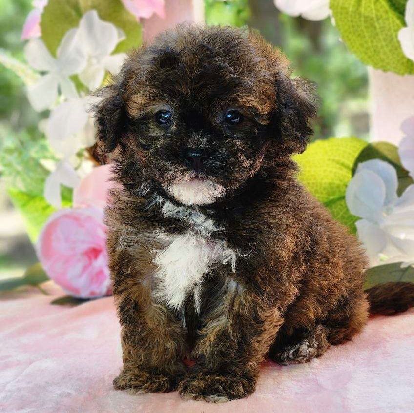 Havapoo Puppies for Sale | Central Park Puppies