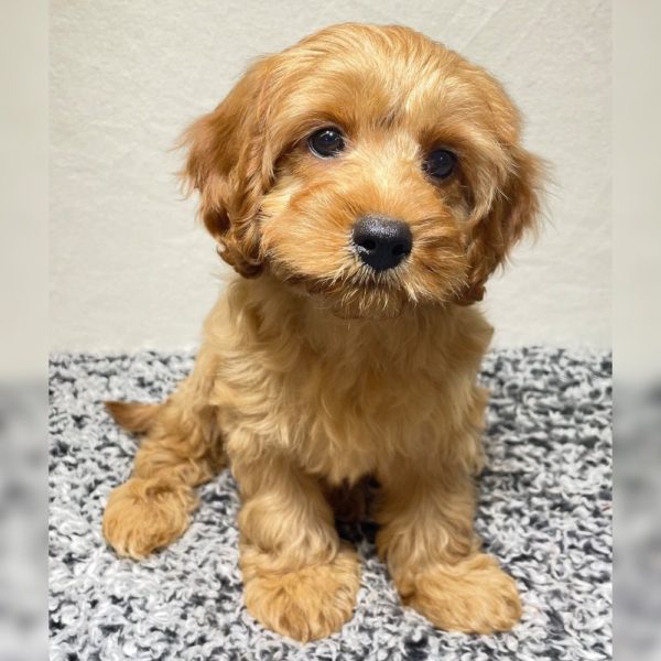 Female F1 Cavapoo Puppy for Sale | ID 0822-BW