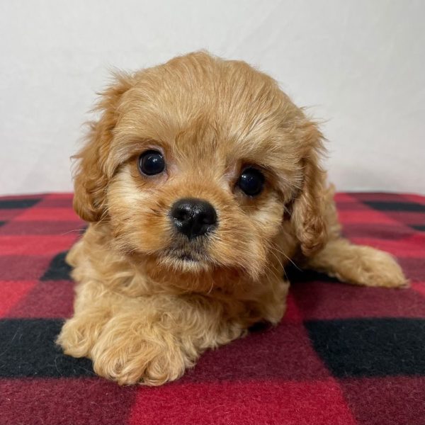 Male F1 Cavapoo Puppy for Sale | ID 0832-BW