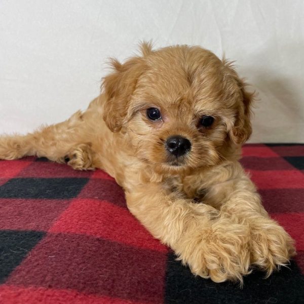 Male F1 Cavapoo Puppy for Sale | ID 0832-BW