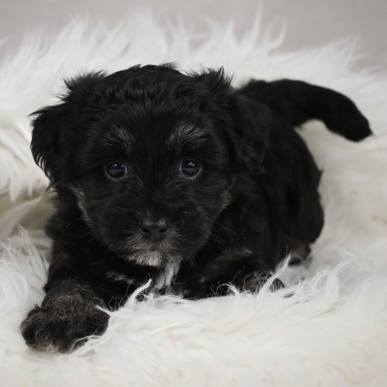 Female Havapoo Puppy for Sale | ID 1810-BW