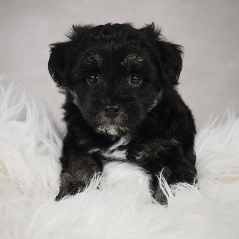 Female Havapoo Puppy for Sale | ID 1810-BW