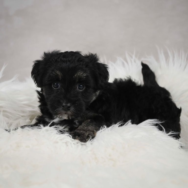 Female Havapoo Puppy for Sale | ID 1810-BW