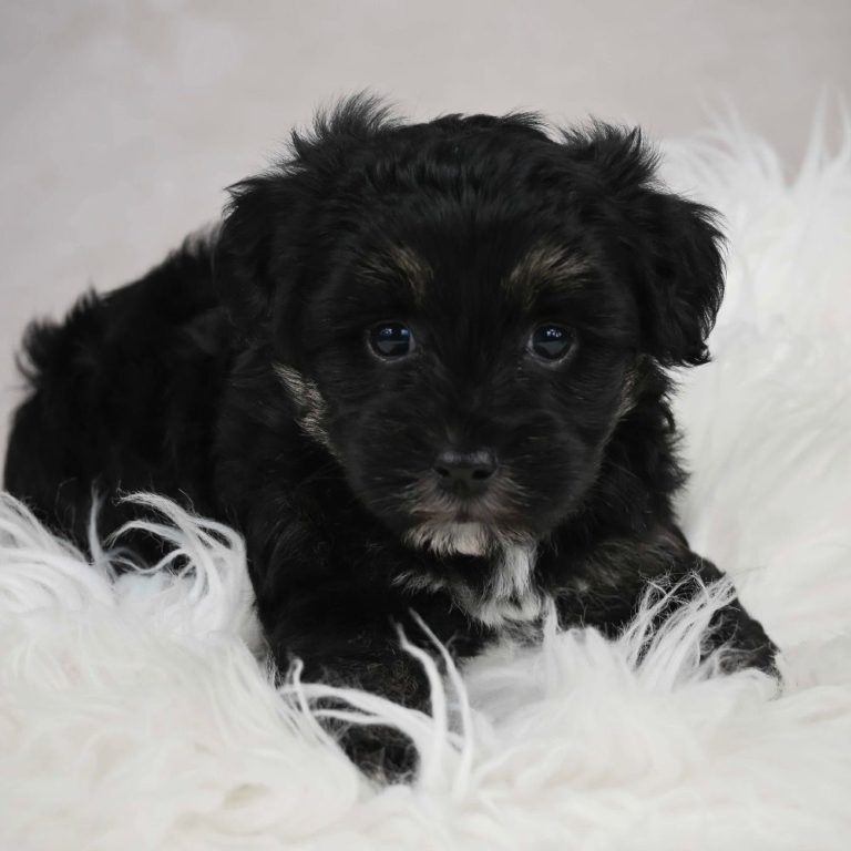 Female Havapoo Puppy for Sale | ID 1810-BW