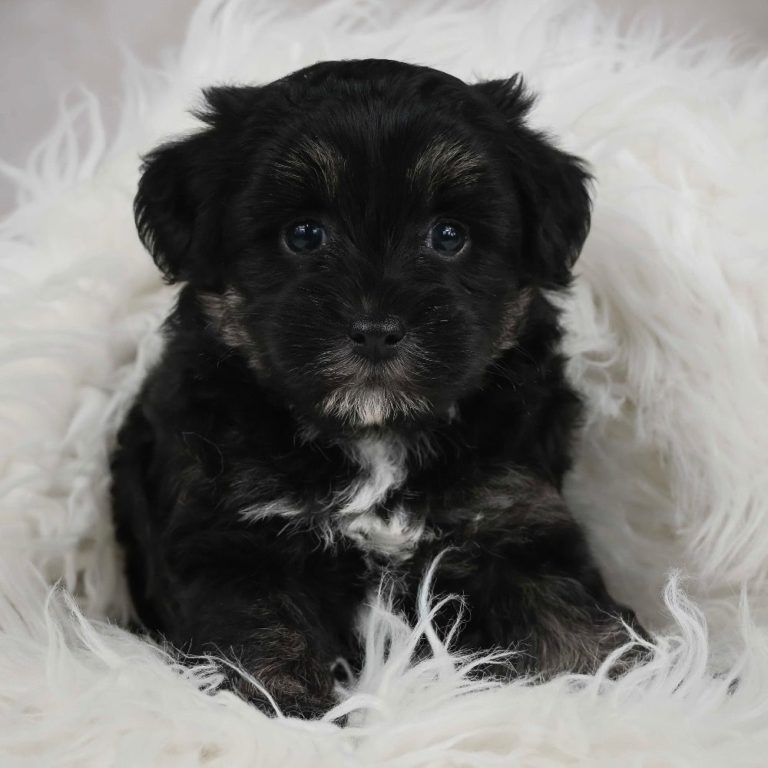 Female Havapoo Puppy for Sale | ID 1810-BW