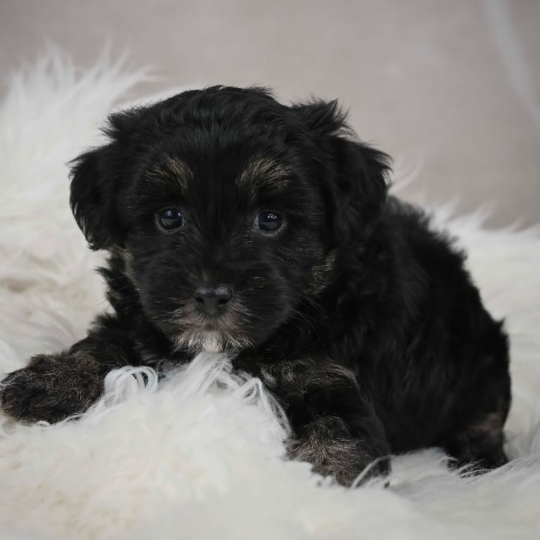 Female Havapoo Puppy for Sale | ID 1810-BW