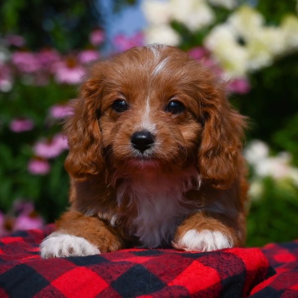 Female F1 Cavapoo Puppy for Sale | ID 6143-AB