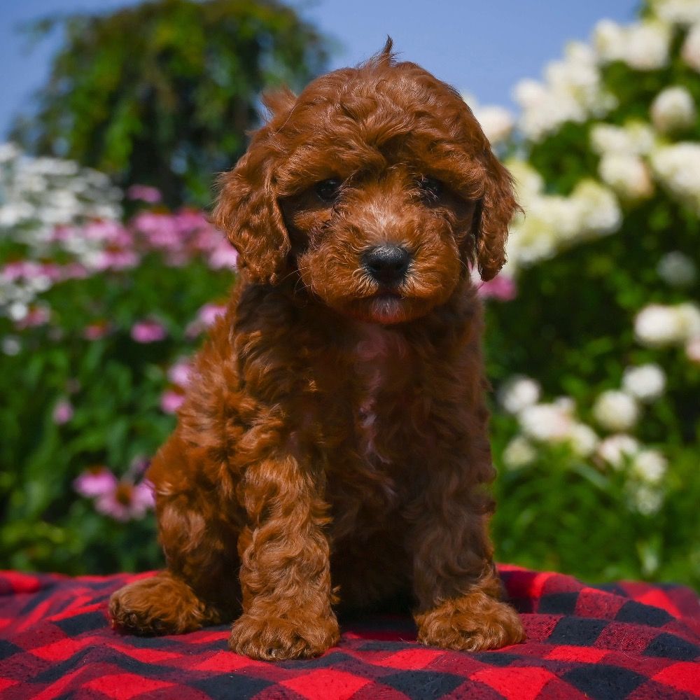 Female F1 Cavapoo Puppy for Sale | ID 6687-AB
